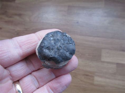 Zanthopsis Leachei Crab Carapace