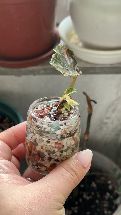 Rare Plant Propogation Healthy Growth Beautiful Collection Beauty Begonia