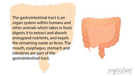 Intestines Function Vector Internal Organs Functions Vector Posters