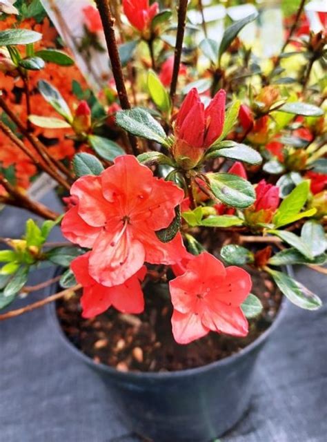 Azalea japonica Geisha Orange Azalka japonská Záhradníctvo Ing
