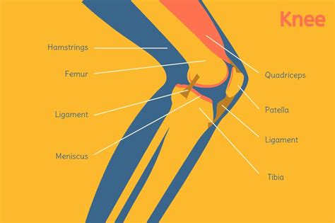 7 Dangerous Holes That Human Evolution Left In Our Skeleton
