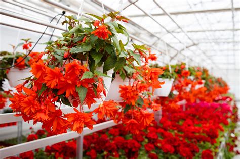 Tanaman Pelargonium Dengan Daun Beraneka Ragam Dan Bunga Merah Foto Stok Unduh Gambar Sekarang