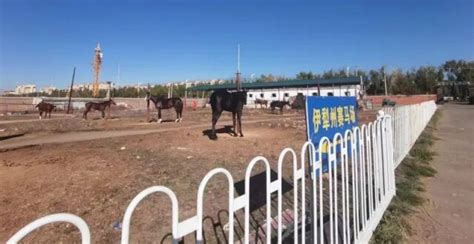 丝路天府 多彩伊宁 2023年伊宁市第十一届金秋民俗文化旅游节速度赛马即将举行腾讯新闻