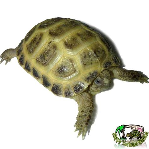 Young Microchipped Hermann Tortoise With Tortoise Table And Starter Pack