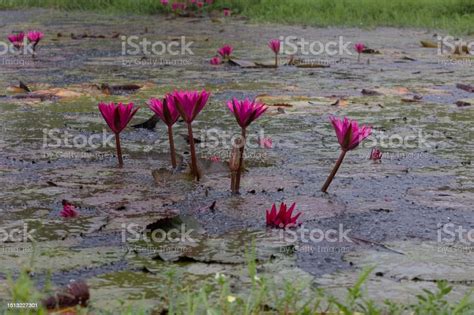 自然の背景に美しいピンクの睡蓮や蓮の花が雨が降ると咲く うどんのストックフォトや画像を多数ご用意 うどん まぶしい アジア大陸