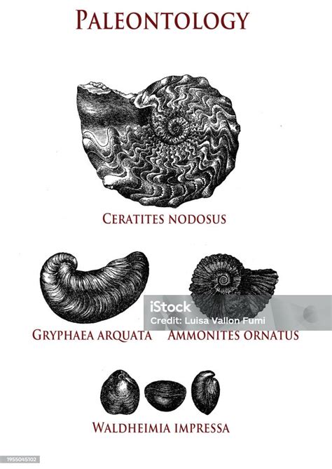 Vintage Paleontology Illustration Of Fossilized Shells Ceratites
