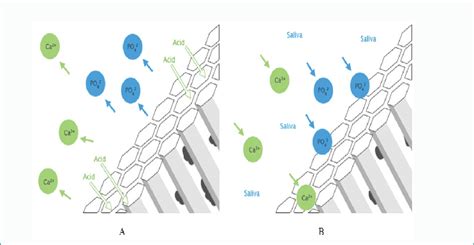 Remineralization Regeneration And Repair Of Natural Tooth 55 Off