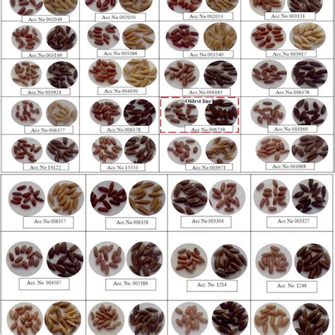 Dendrogram Of 32 Dahanala Rice Accessions Based On Seed Morphological