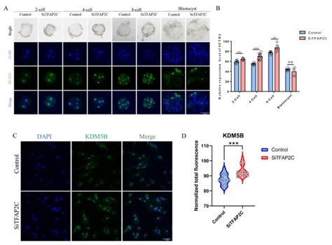 Setd2 And Kdm5b Increased After Knocking Down Tfap2c A Download Scientific Diagram