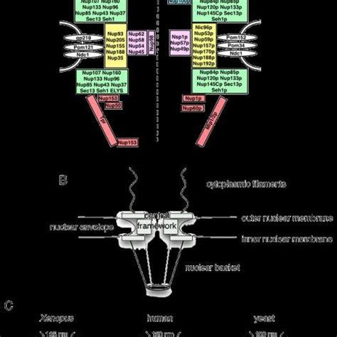 Pdf The Nuclear Pore Complex Structure And Function