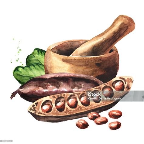 캐롭 포드 콩 박격포 흰색 배경에 격리 된 손으로 그린 수채화 그림 건조 식품에 대한 스톡 벡터 아트 및 기타 이미지 건조