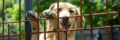 За ЧЕТИРИ ЛАПИ