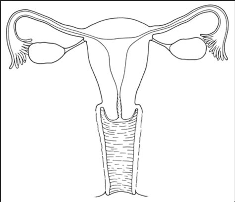 Female Reproductive Organs Diagram Quizlet