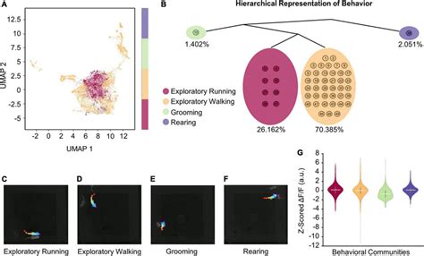 Vame Reveals Four Distinct Behaviors During Open Field Exploration A