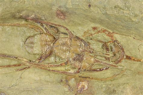 Line Of Five Trilobites Lonchodomas Trilobites Morocco