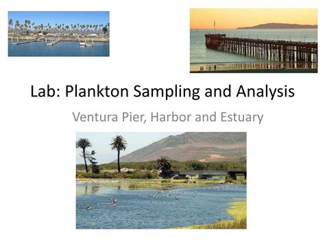 Ppt Lab Plankton Sampling And Analysis Powerpoint Presentation Free