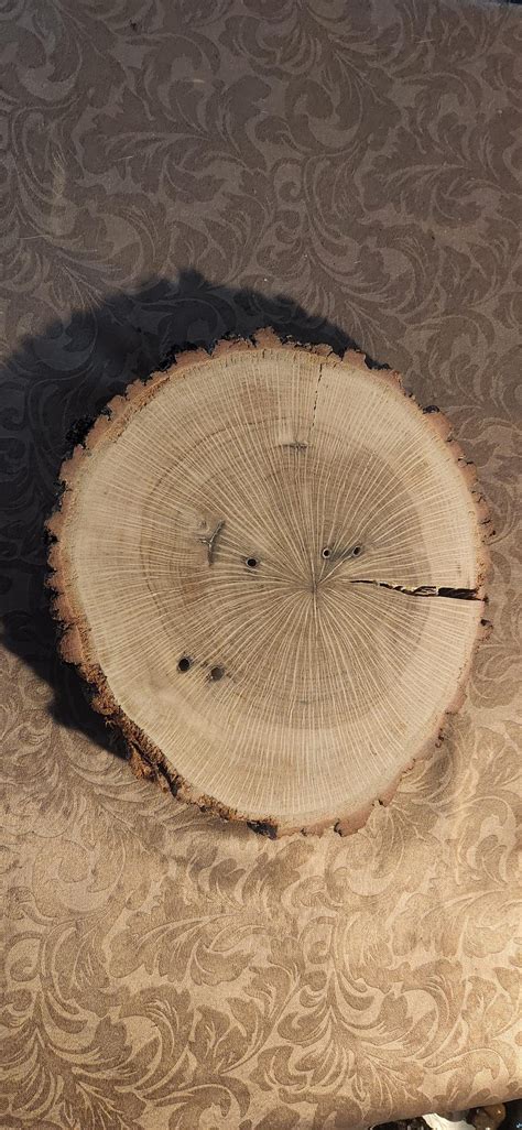 Southern Live Oak Cross Section Etsy