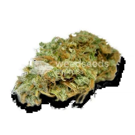 Ak 48 Feminised Cannabis Seeds Wse Nz