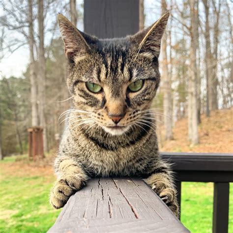 Angry Azulaš„ Rangrycats Angry Azulaš„ Rangrycats