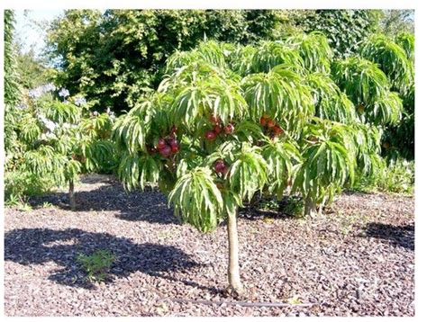 Dwarf Nectarine Tree Honeymoon Registry Au