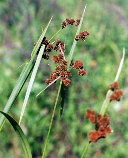 Sow Wild Natives Dark Green Bulrush Scirpus Atrovirens
