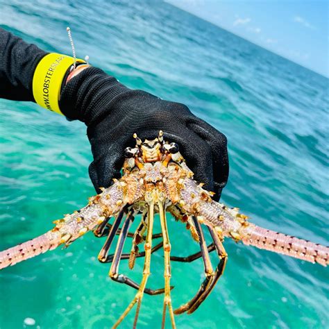 Lobster Slapper ☀️still Slappn Lobster🦞in Fl🌴 ️get Your