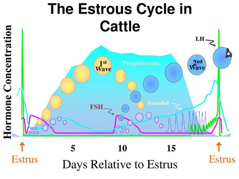 Increasing Ai Efficiency Using Ultrasound Ppt Download