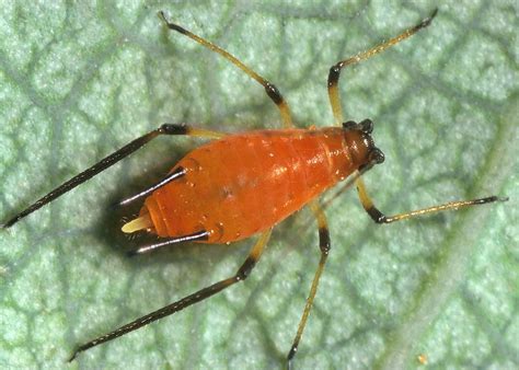 Til That Aphids Reproduce Asexually In The Spring And Summer Producing Only Females That Are