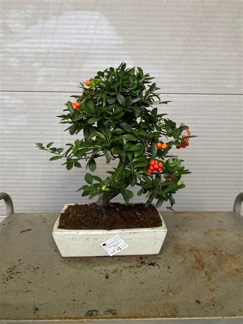 Firethorn Bonsai Pyracantha Height Tree 35 Cm Depth Tree 35