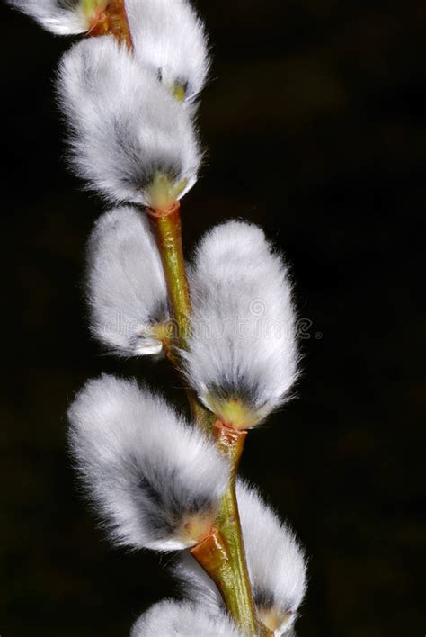 Willow Stock Image Image Of Natural Spring Botanical 4543415