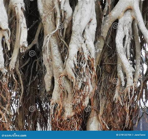 Horizontal Image Of Aerial Roots Of Exotic Tree Showing Fibrous Detail