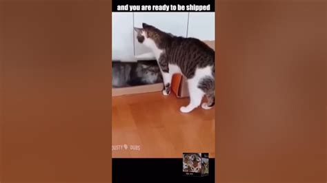 Cute Funny Cats Moments 2024 Youtube
