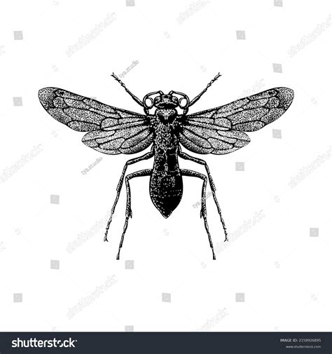 Tarantula Hawk Wasp Hand Drawing Vector Stock Vector Royalty Free 2158926895 Shutterstock