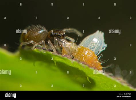 A Jumping Spider Eating A Newly Hatched Larva Stock Photo Alamy