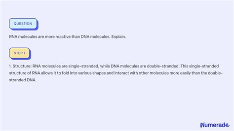 SOLVED RNA Molecules Are More Reactive Than DNA Molecules Explain