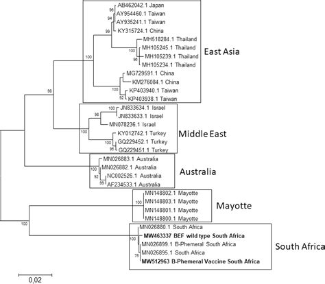Phylogenetic Profile Of The Befv G Gene Sequences Was Constructed Using