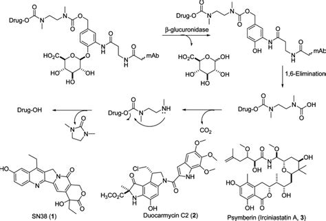 Expanded Utility Of The β Glucuronide Linker Adcs That Deliver Phenolic Cytotoxic Agents Pmc