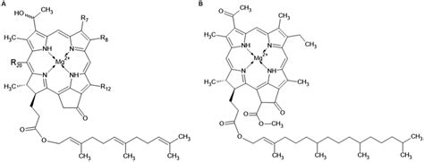 Bacteriochlorophyll Coloring Pages 2025