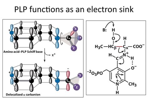 09 Breakdown Of Amino Acidspptx Biochemistry Ppt