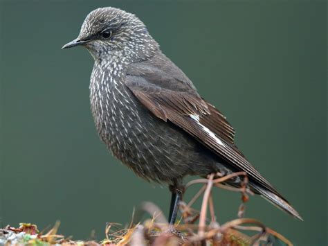 Grandala - eBird