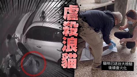 蘋果即時新聞 為什麼這麼殘忍 《獨家｜浪貓剛生產就被虐殺！放任愛犬獵捕影片曝 網友報警抓冷血狗主》