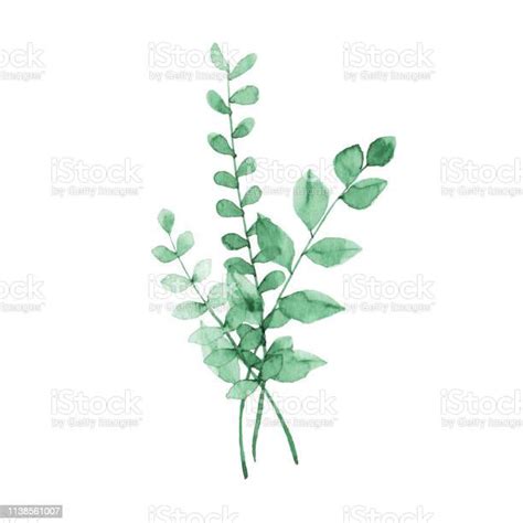 수채화 녹색 식물 수채화에 대한 스톡 벡터 아트 및 기타 이미지 수채화 잎 식물 Istock