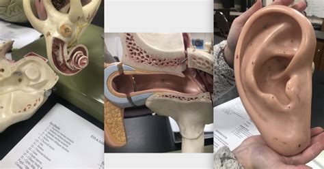 Ear Model Diagram Quizlet