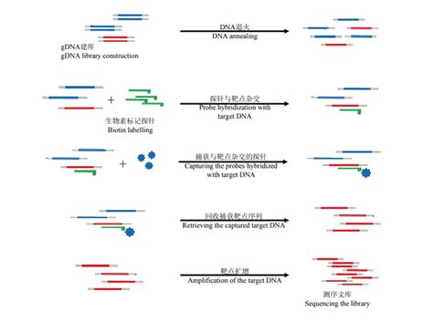 拉索实验室：农业育种常提到的“液相芯片”是什么？与“固相芯片”有什么区别？ 知乎