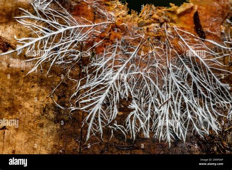 Fungal Mycelium Branching On A Root In The Rainforest Of Las Arrieras