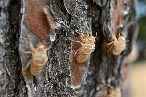 Insect Exoskeleton Insectsexplained