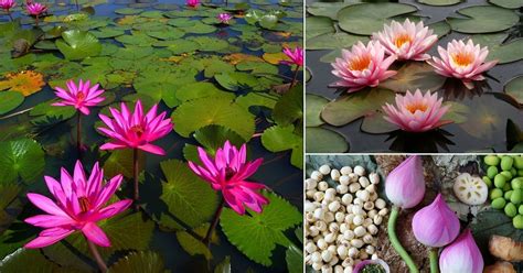 Lotus Flower Meaning And Symbolism Balcony Garden Web