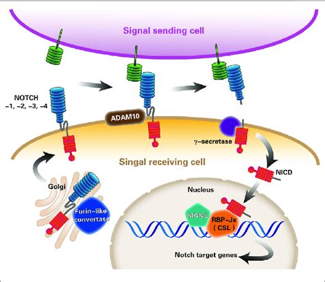 The Canonical Notch Signaling Pathway Notch Signaling Pathway Is Download Scientific Diagram