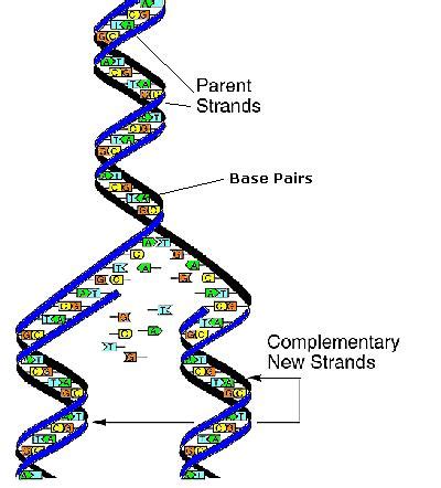 Replication How Accurate Does The Alignment Of Molecules In DNA Have