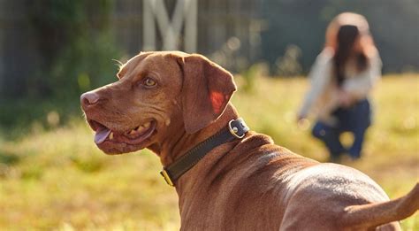 Discontinued Nutro Ultra Small Breed High Protein Adult Dry Dog Food